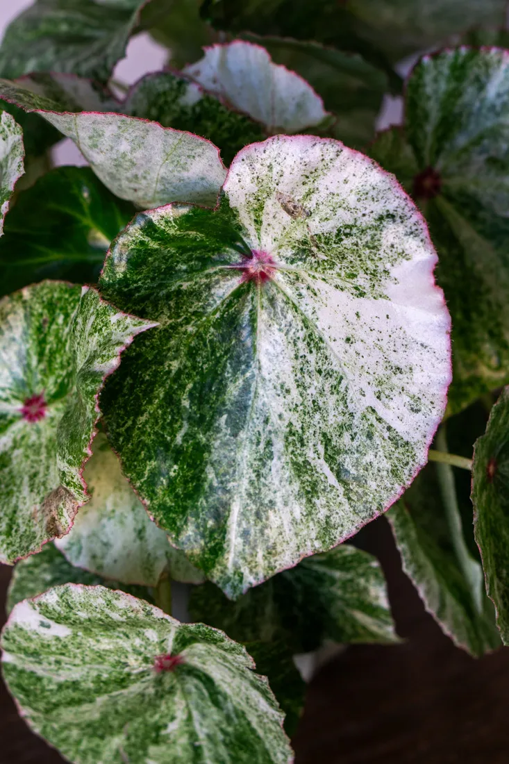 Begonia Rouge Variegata 🌺